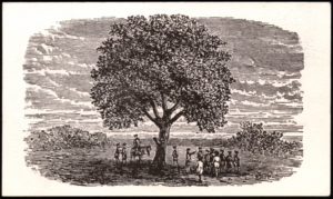Legacy of the Liberty Tree